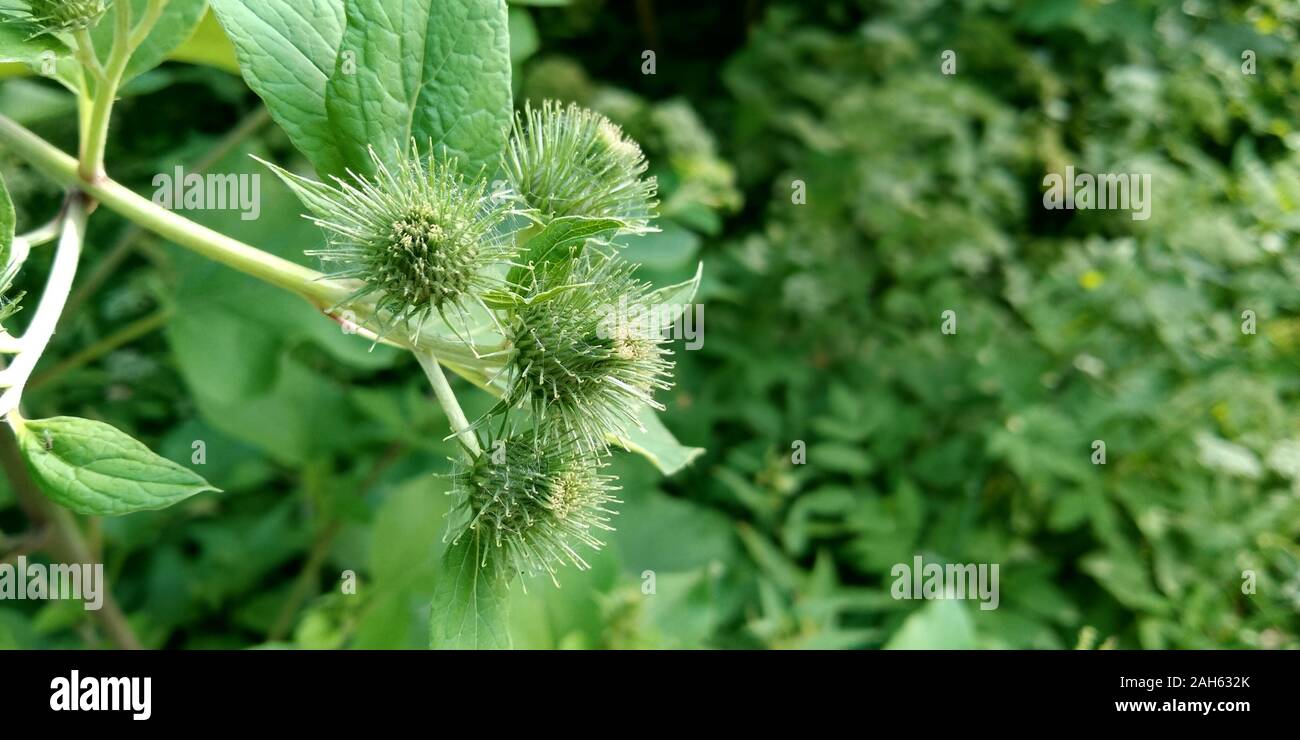 Green young thistle. Flower background. Spring nature Stock Photo - Alamy