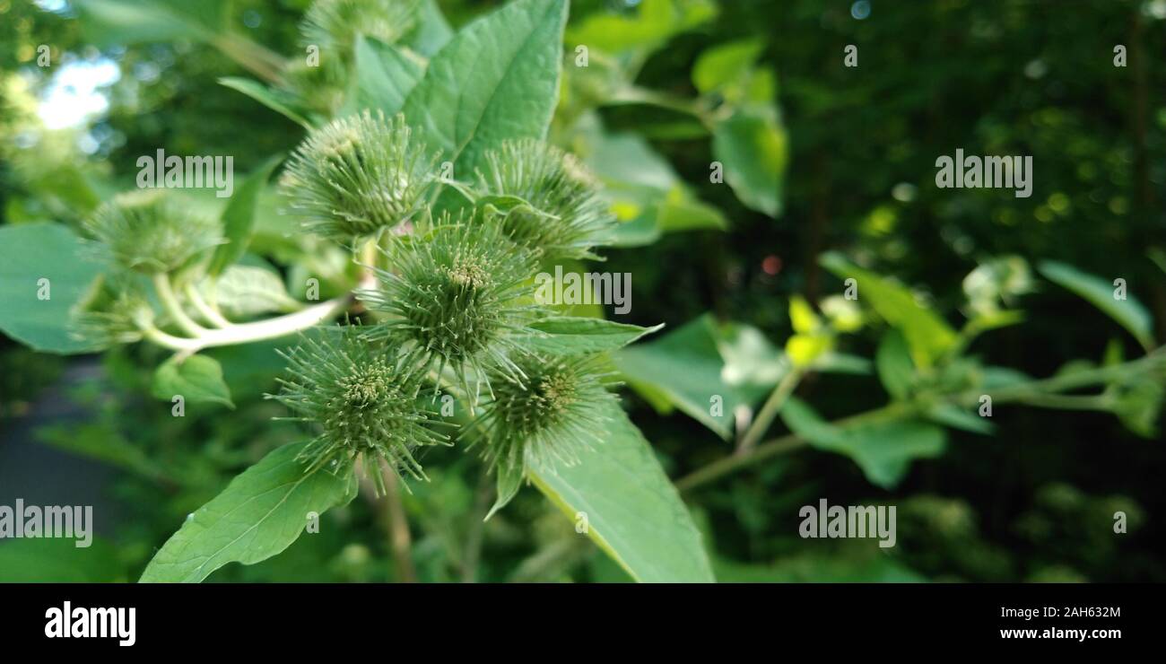 Green young thistle. Flower background. Spring nature Stock Photo - Alamy