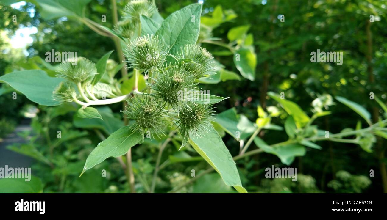 Green young thistle. Flower background. Spring nature Stock Photo - Alamy