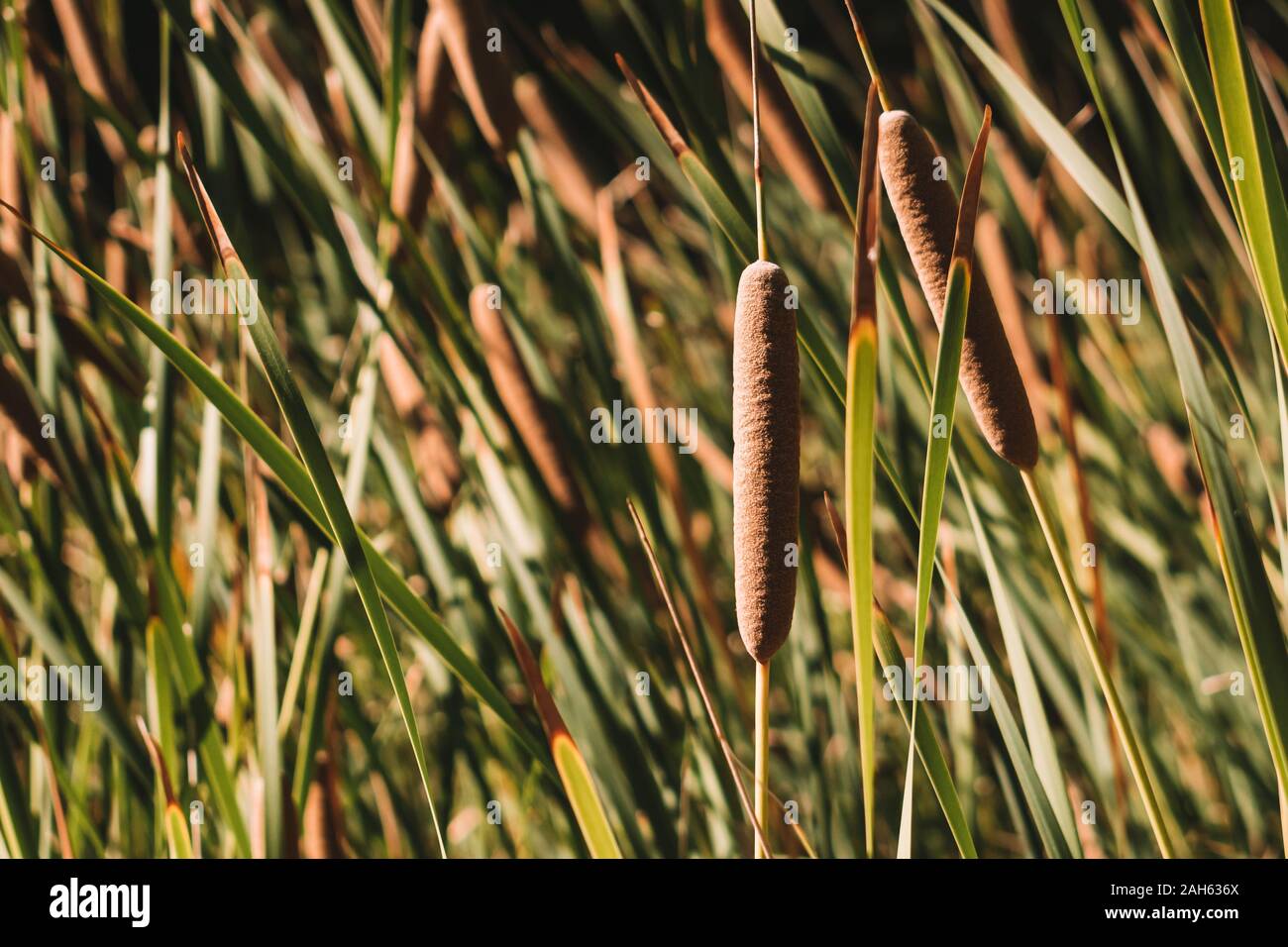 Typha (Cattail, bulrush, reedmace) plant Stock Photo - Alamy