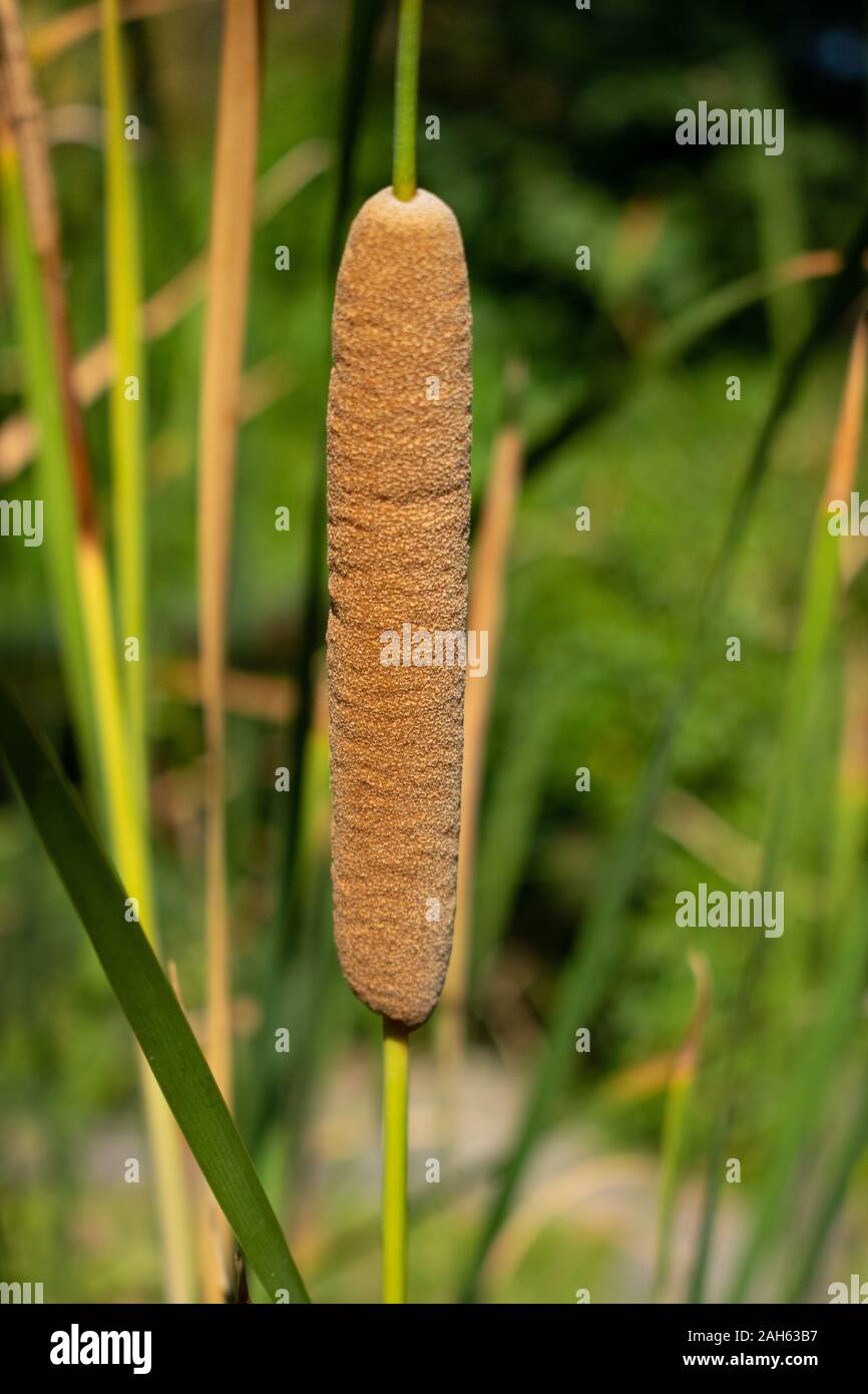 Typha (Cattail, bulrush, reedmace) plant Stock Photo - Alamy