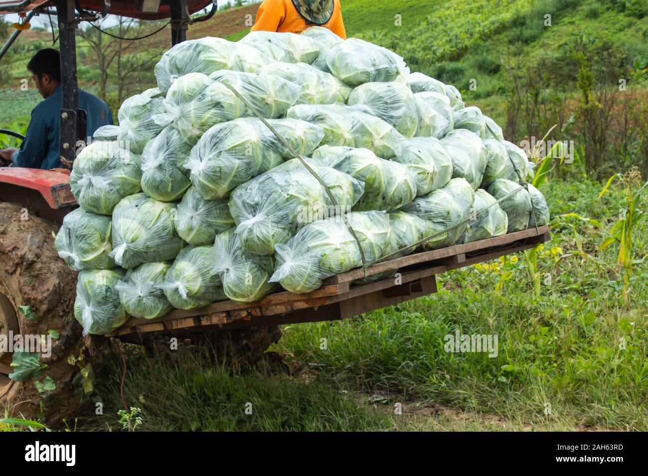 Cabbage bag fresh from the farm Stock Photo - Alamy