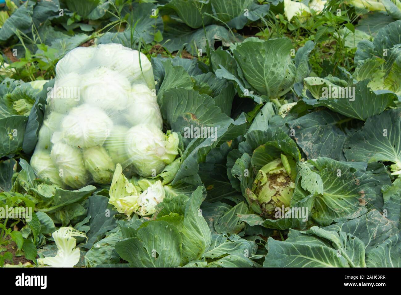Cabbage bag fresh from the farm Stock Photo - Alamy