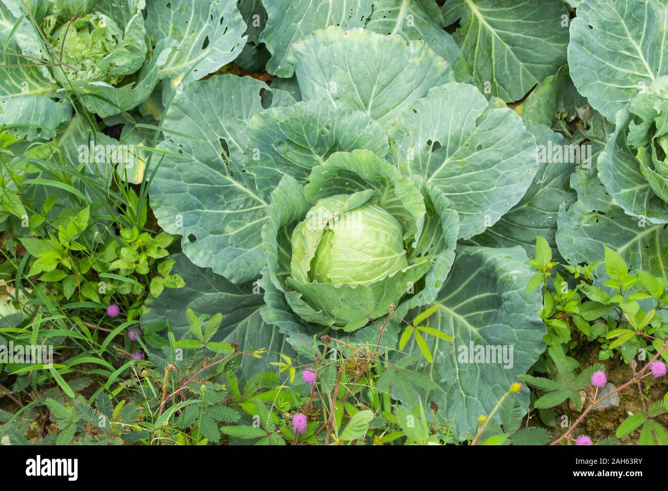 Cabbage grown on the farm land Stock Photo - Alamy
