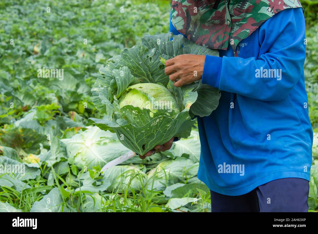 Farmers are harvesting the cabbage farm Stock Photo - Alamy