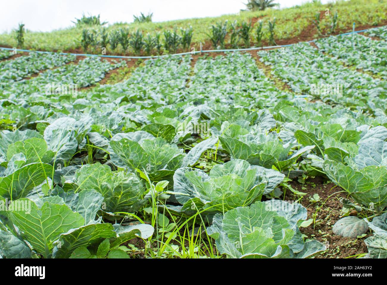 Cabbage grown on the farm land Stock Photo - Alamy