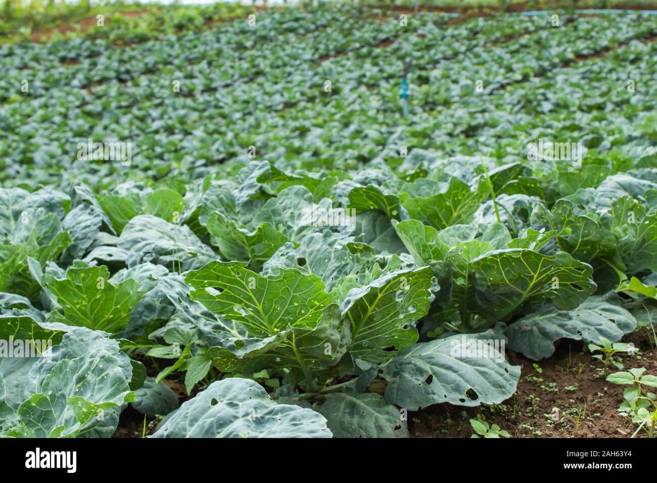 Cabbage grown on the farm land Stock Photo - Alamy