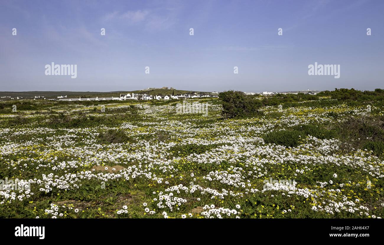 Wild Flowers at the Cederberg Mountains, Western Cape Stock Photo - Alamy
