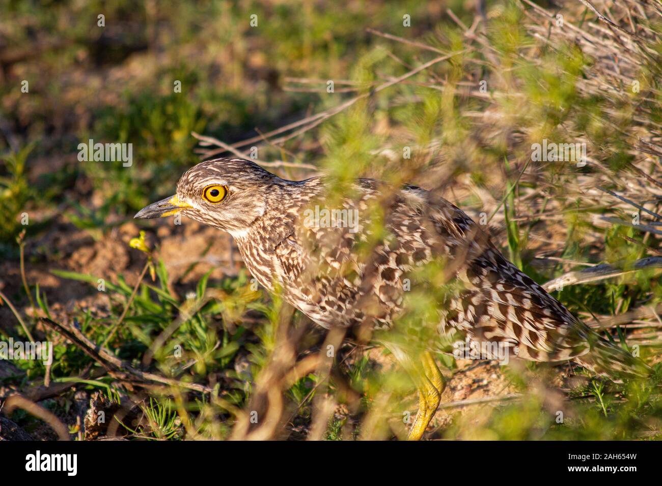 Western spotted frog hi-res stock photography and images - Alamy
