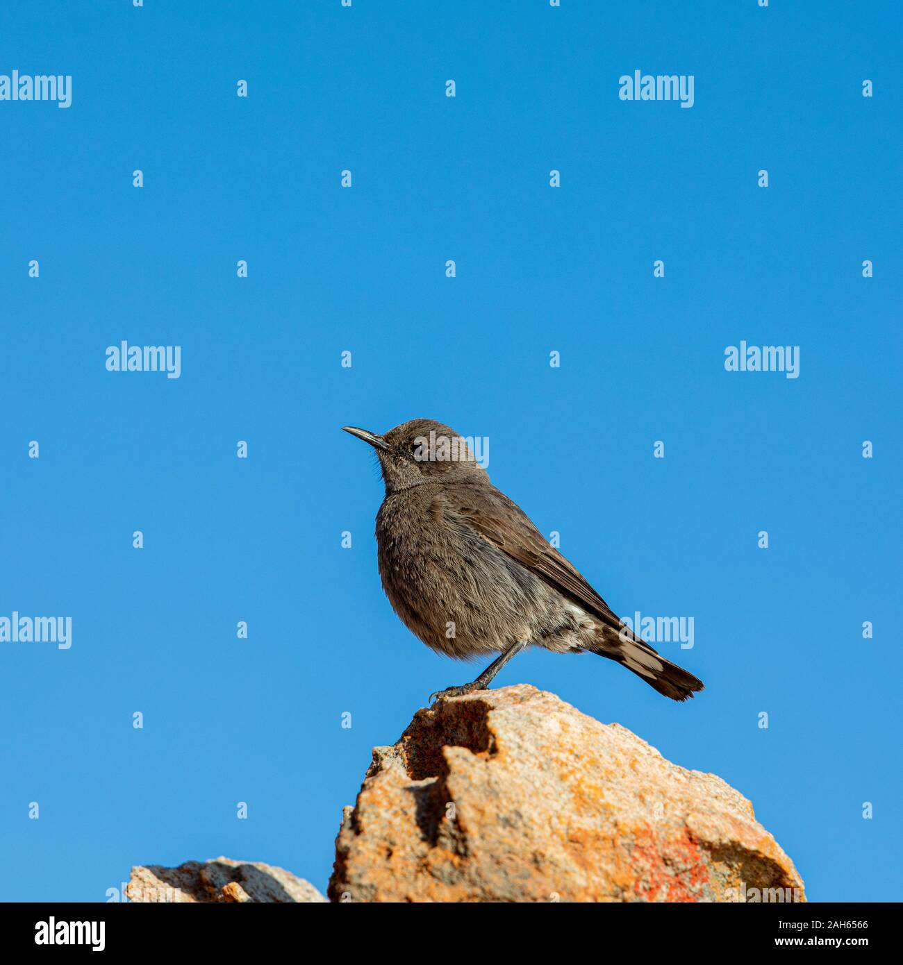 ant-eating cha, southern anteater-chat, Western Cape Stock Photo - Alamy