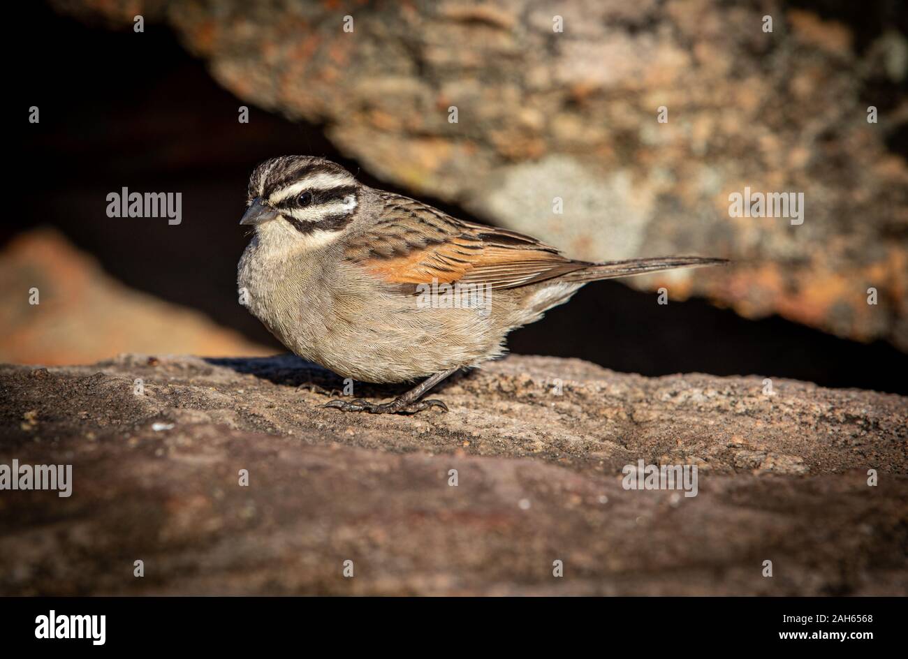 Cape Sparrow in the Sun Stock Photo - Alamy