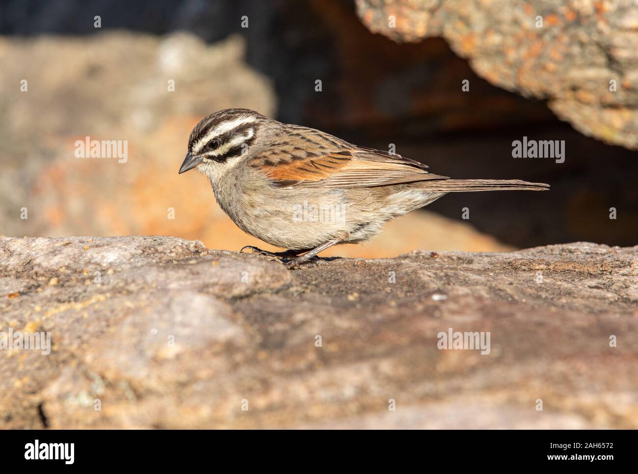 Cape Sparrow in the Sun Stock Photo - Alamy