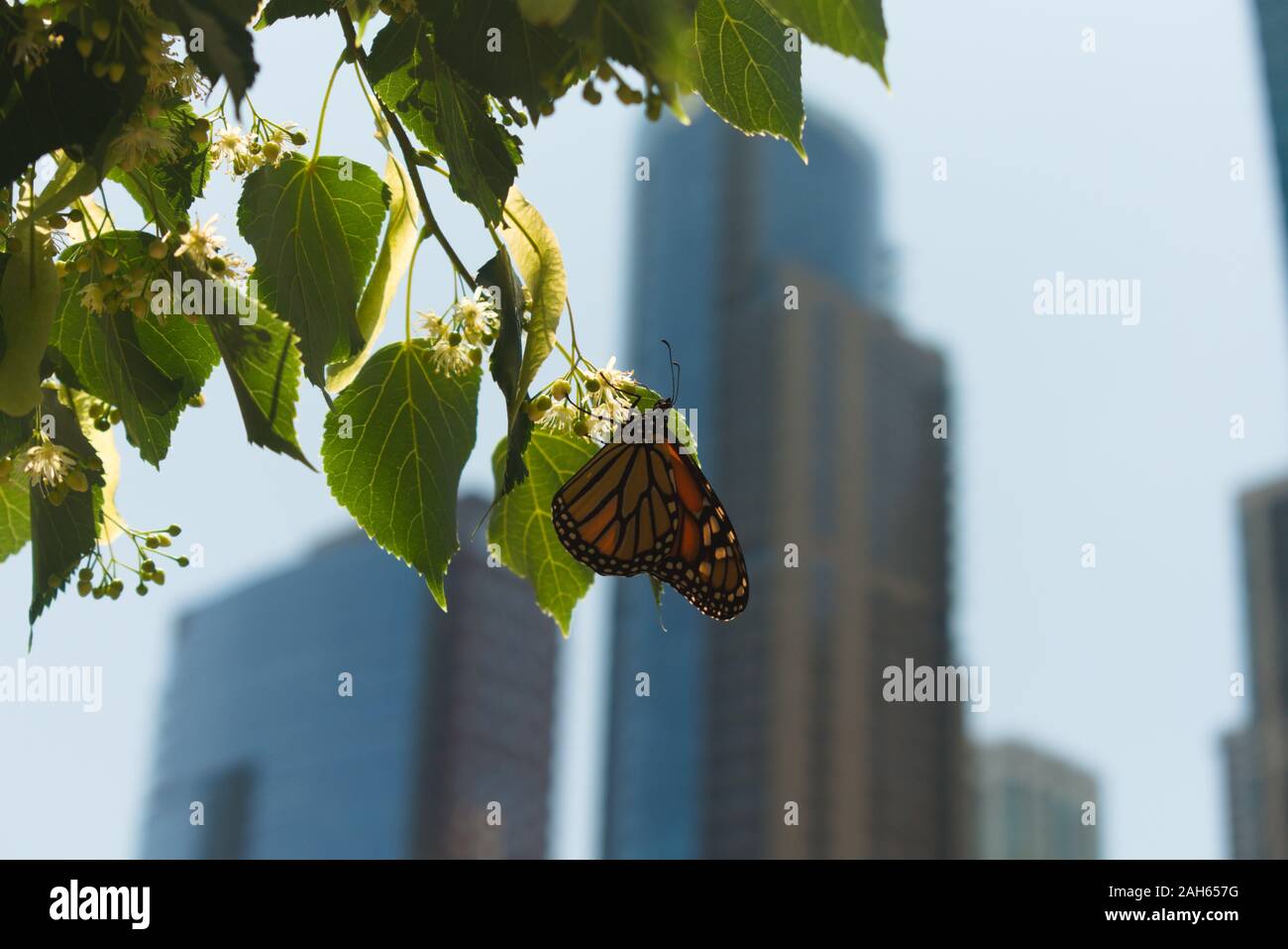Butterfly in Downtown Chicago Stock Photo - Alamy