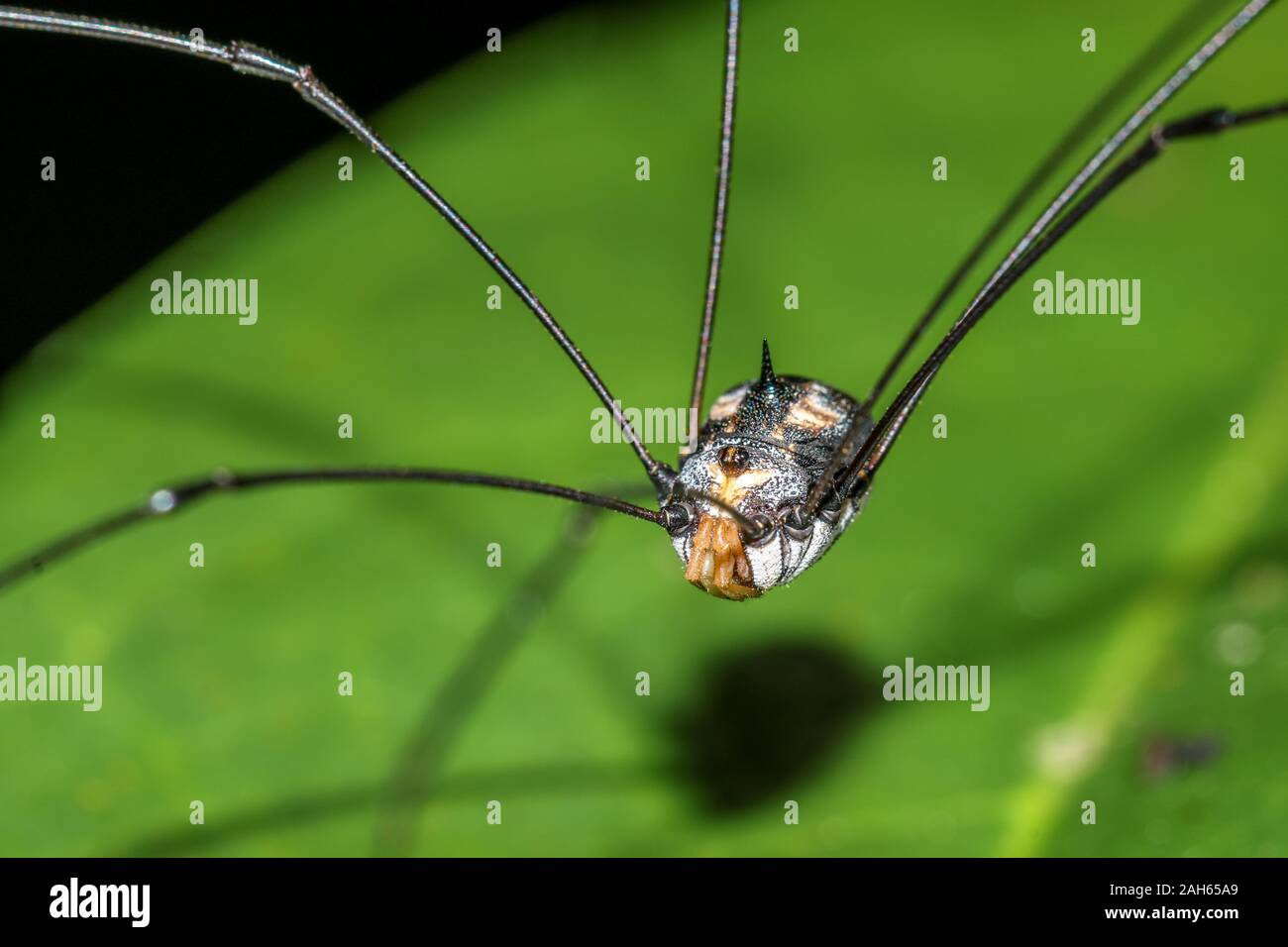Spiders of sri lanka hi-res stock photography and images - Alamy