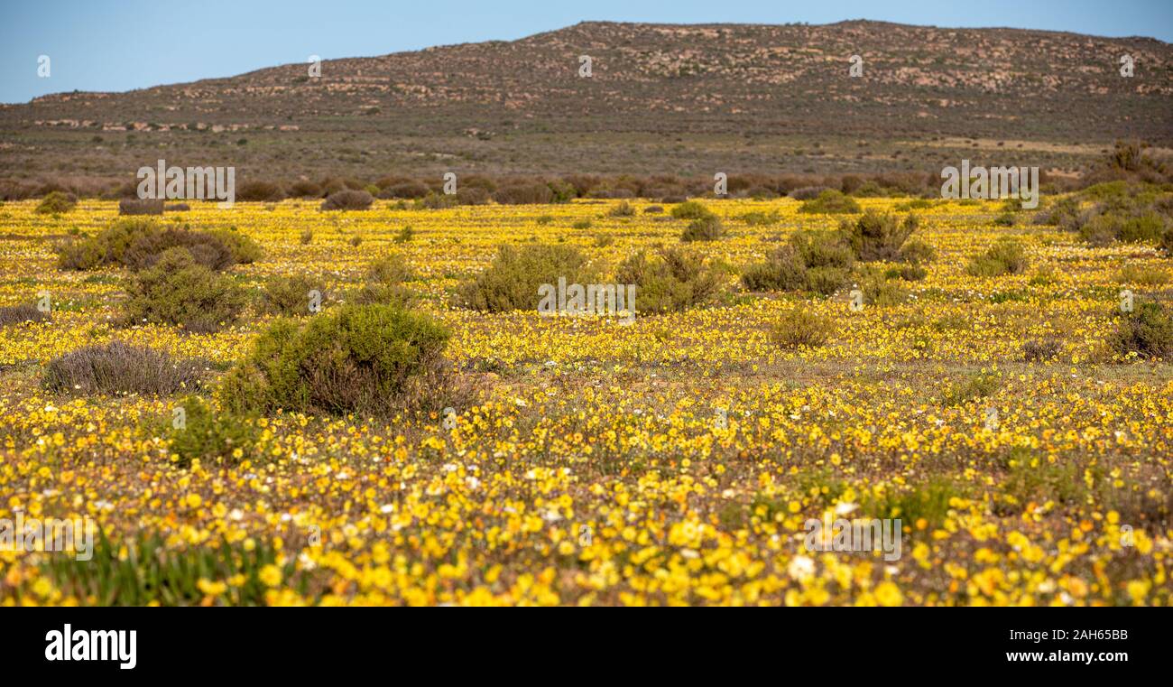 Nature farm cederberg hi-res stock photography and images - Alamy