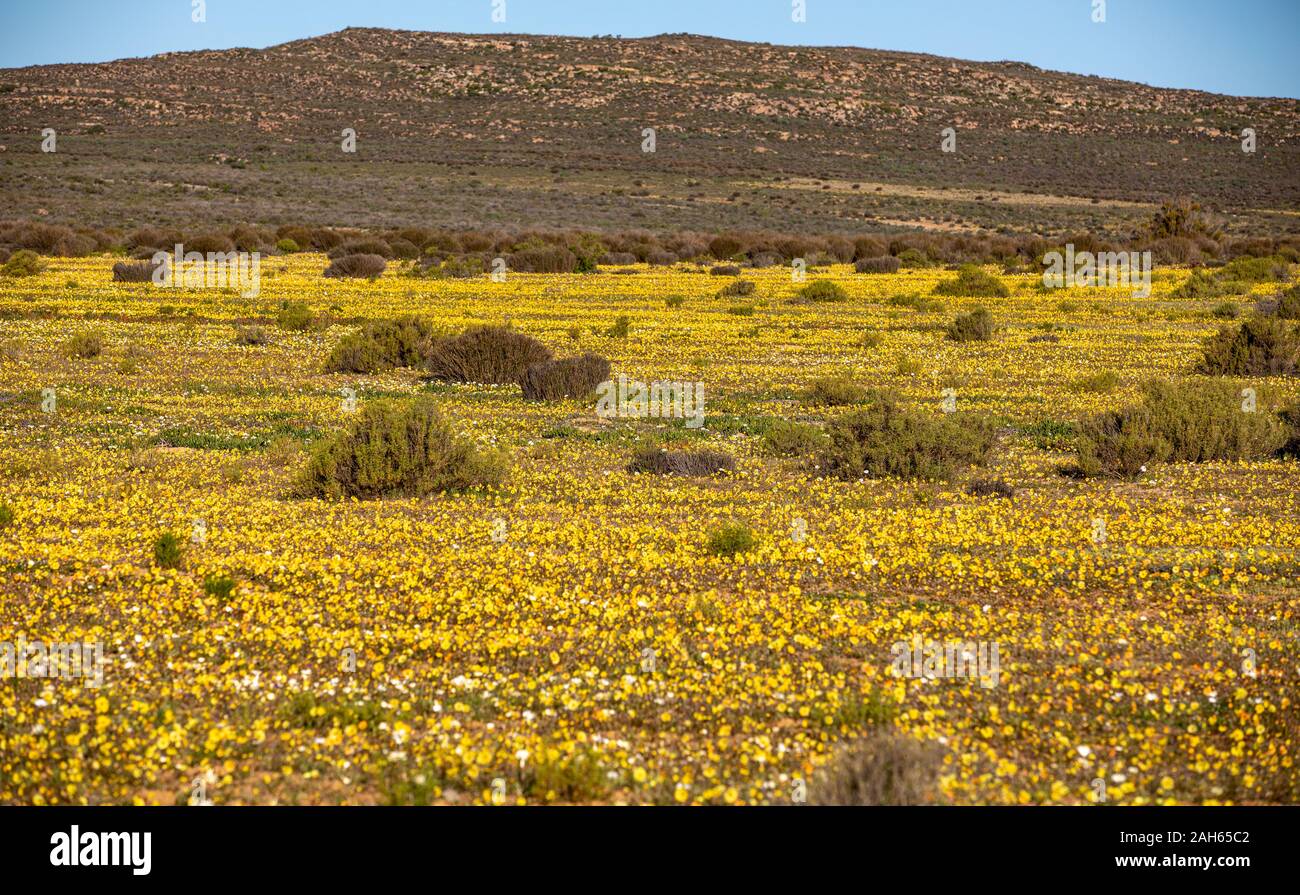 Wild Flowers at the Cederberg Mountains, Western Cape Stock Photo - Alamy