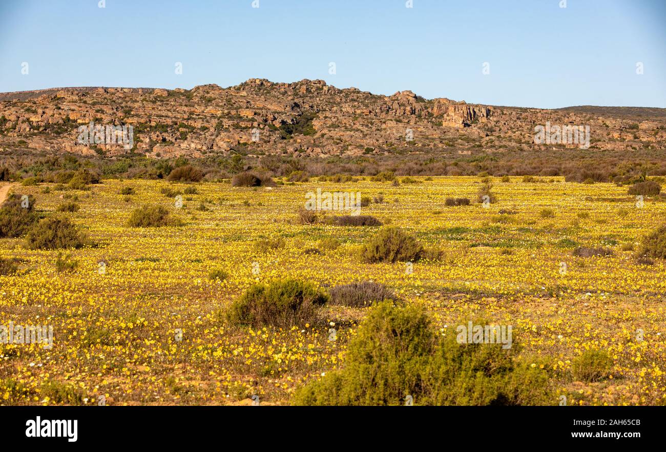 Nature farm cederberg hi-res stock photography and images - Alamy