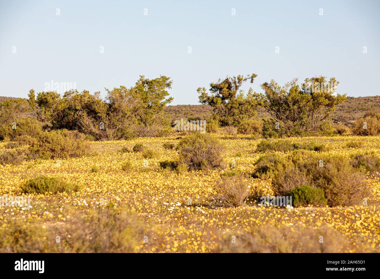 Citrusdal hi-res stock photography and images - Alamy