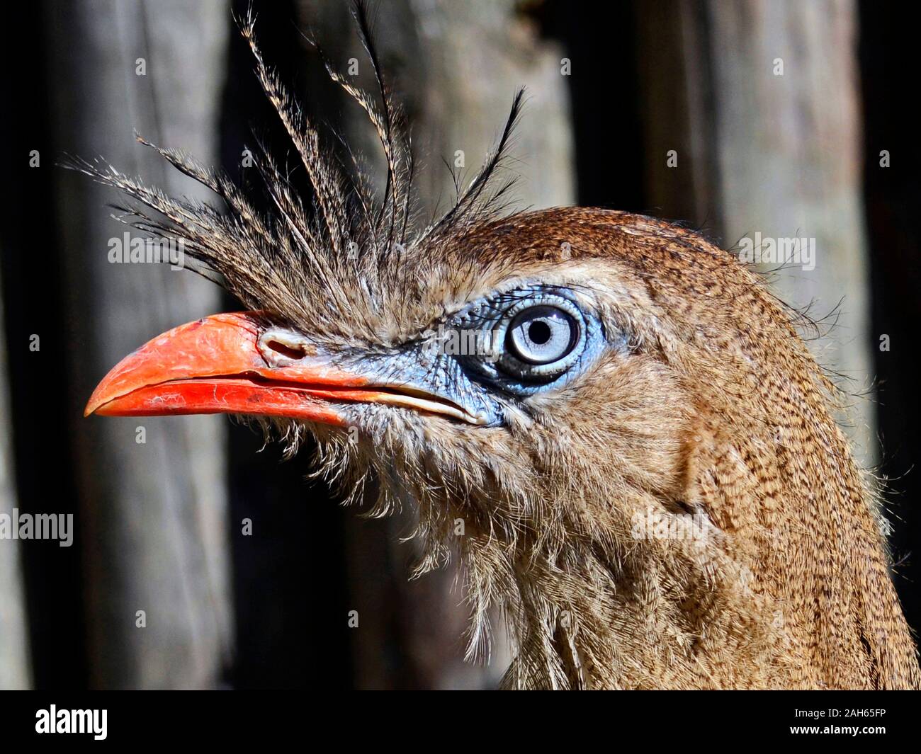 Toh bird hi-res stock photography and images - Alamy