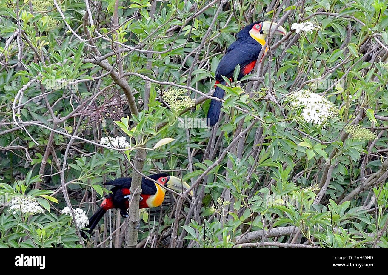 Two tucans sitting in a tree taken in the south of Brazil Stock Photo ...