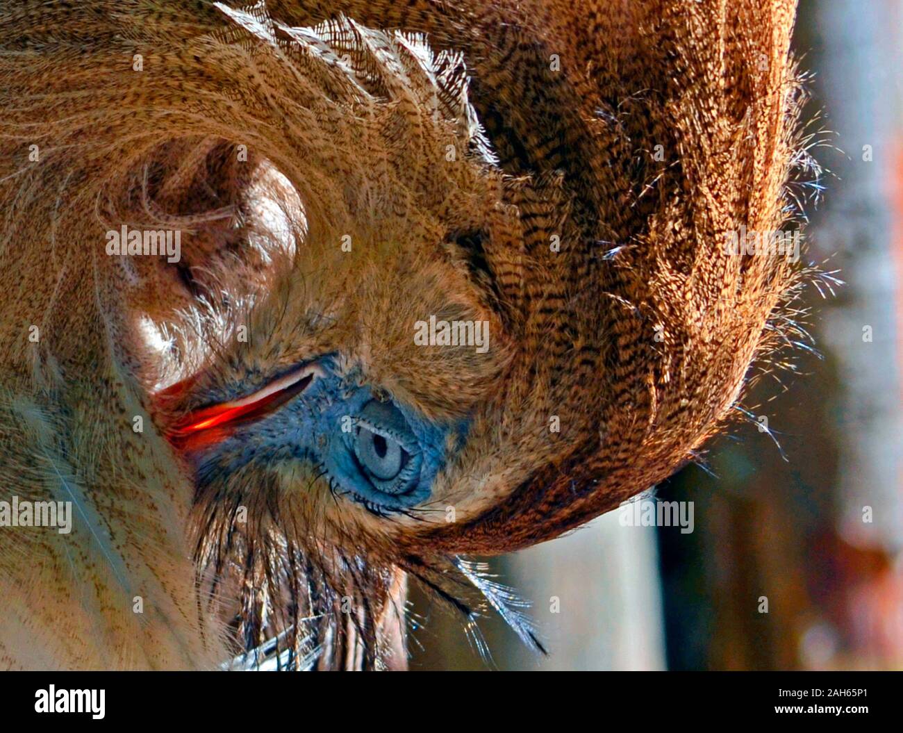 Toh bird hi-res stock photography and images - Alamy