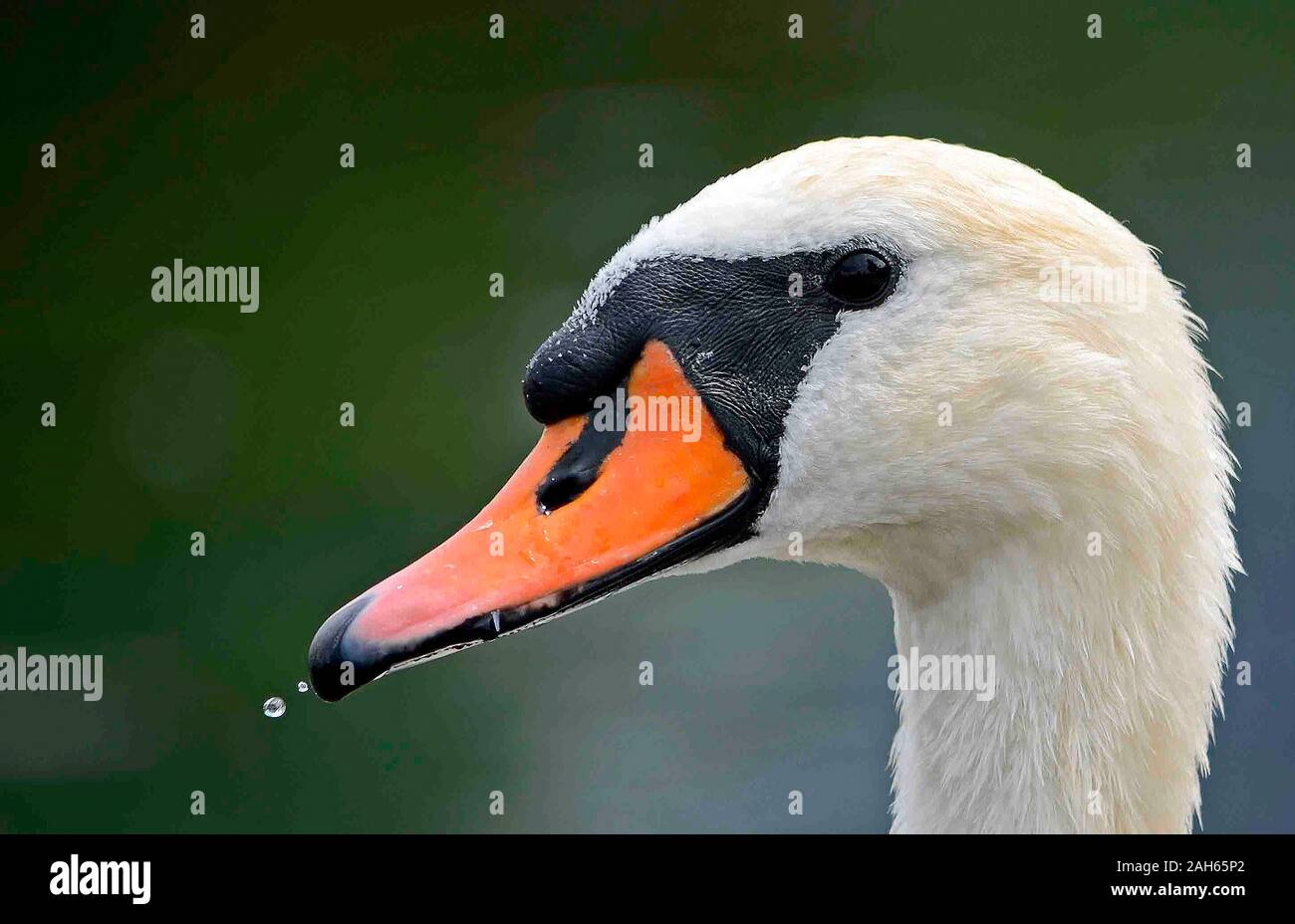 Face Of A Swan High Resolution Stock Photography and Images - Alamy