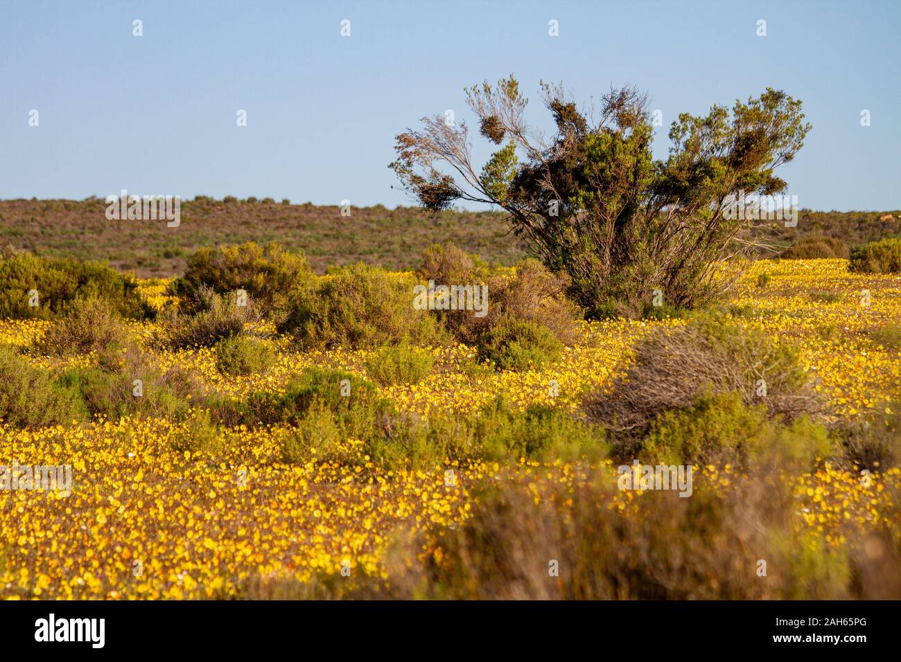 Nature farm cederberg hi-res stock photography and images - Alamy