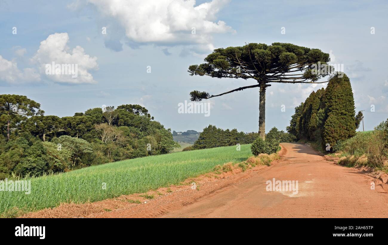 Pinheiro do parana hi-res stock photography and images - Alamy