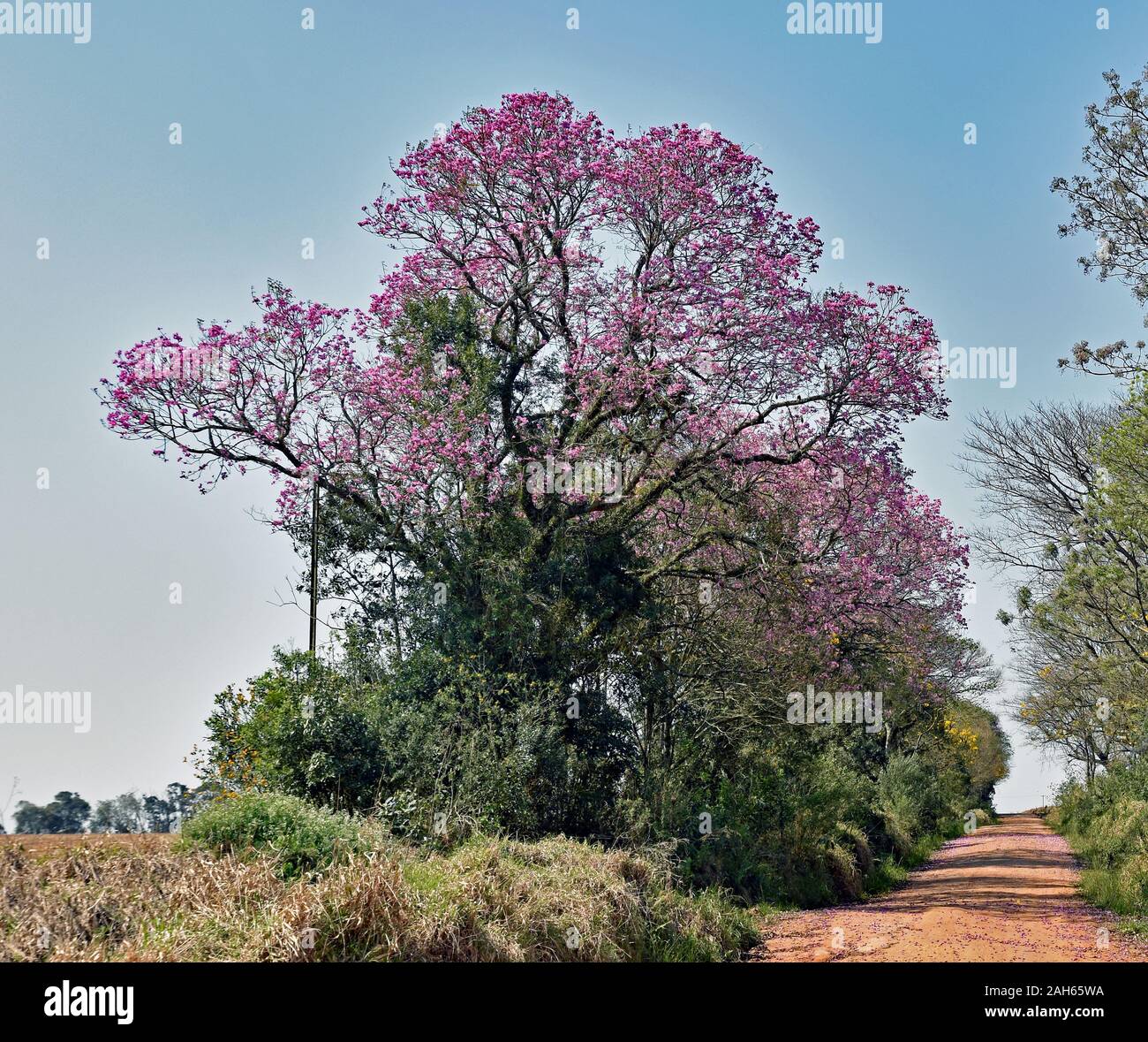 Brazilian pink Iep tree in a nature scene on a sunny day Stock Photo ...