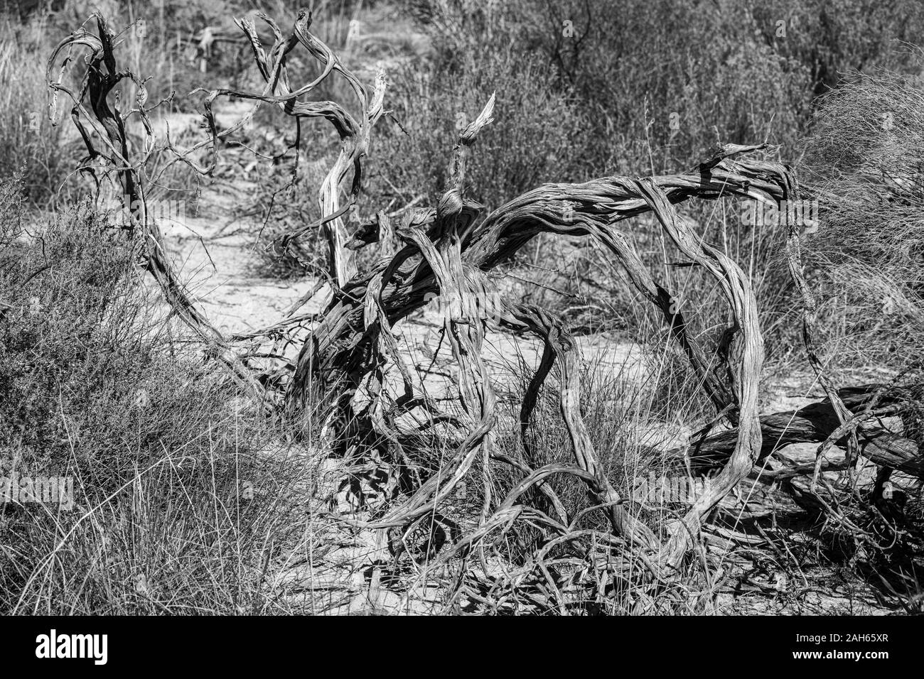old Bush in the Mountains Stock Photo - Alamy