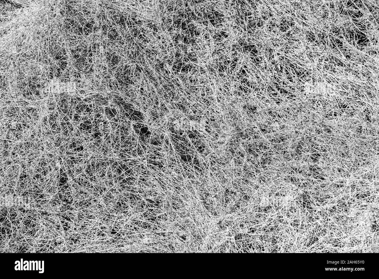 Old bush hi-res stock photography and images - Alamy