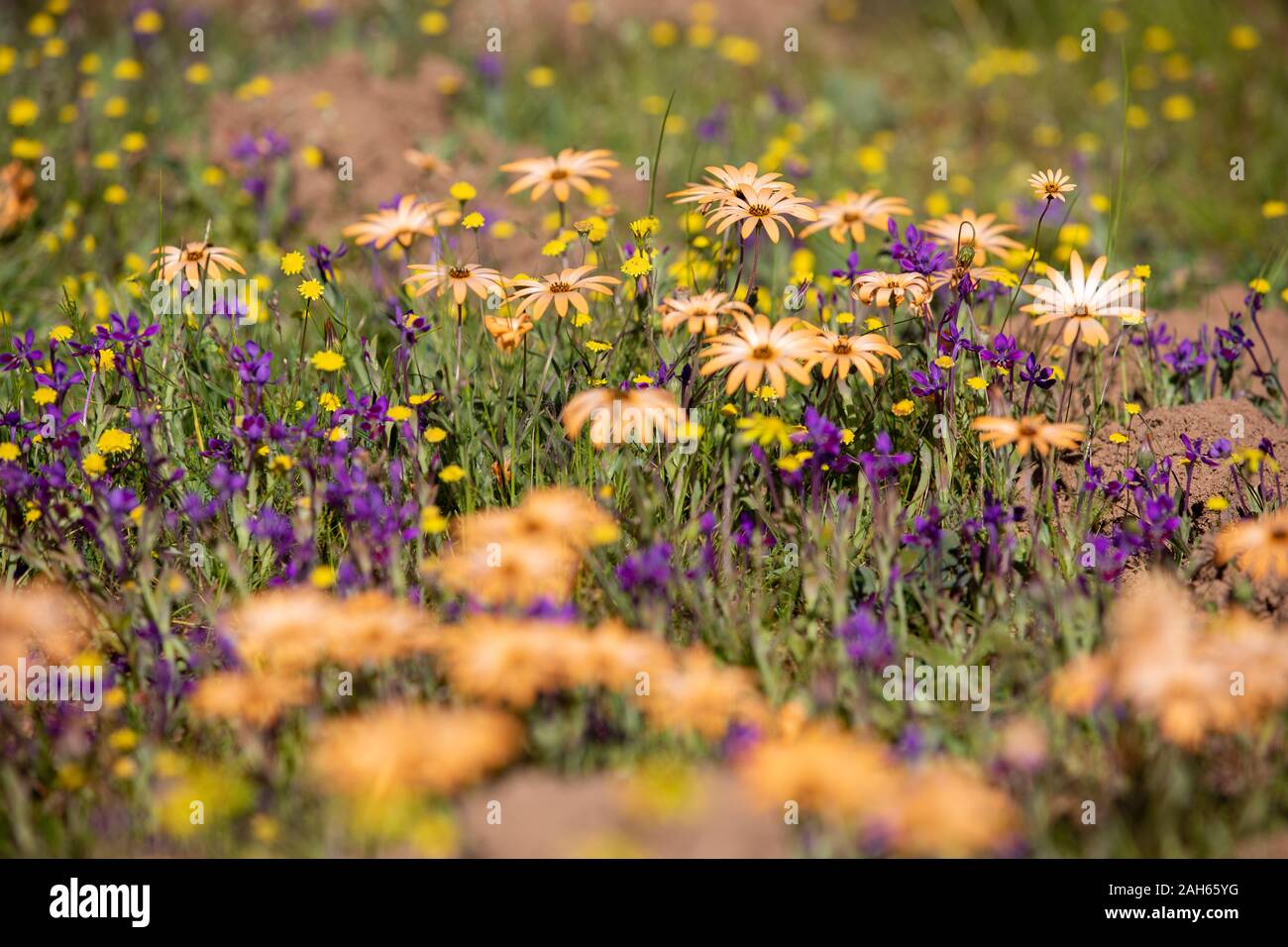 Flowers clanwilliam western cape south hi-res stock photography and ...