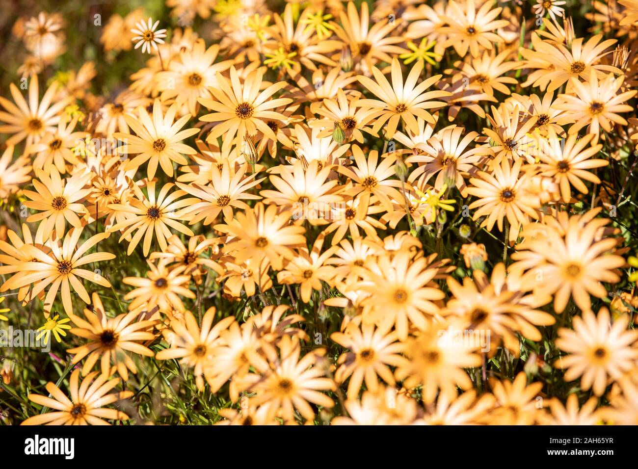 Nature Farm Cederberg High Resolution Stock Photography and Images - Alamy