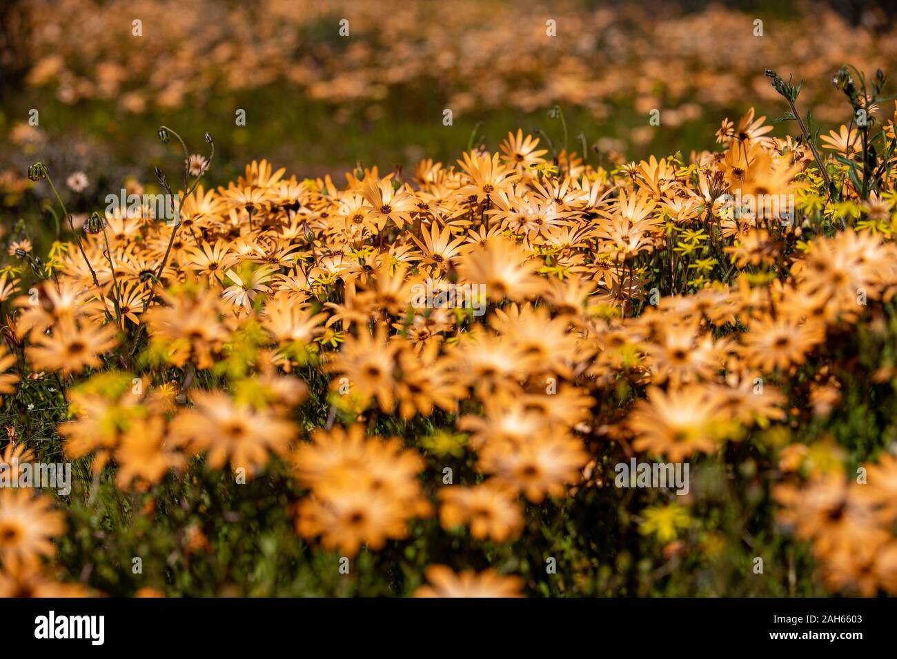 Nature farm cederberg hi-res stock photography and images - Alamy