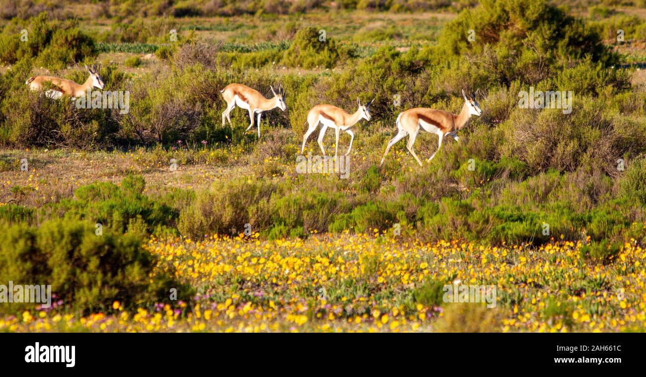 Nature Farm Cederberg High Resolution Stock Photography and Images - Alamy
