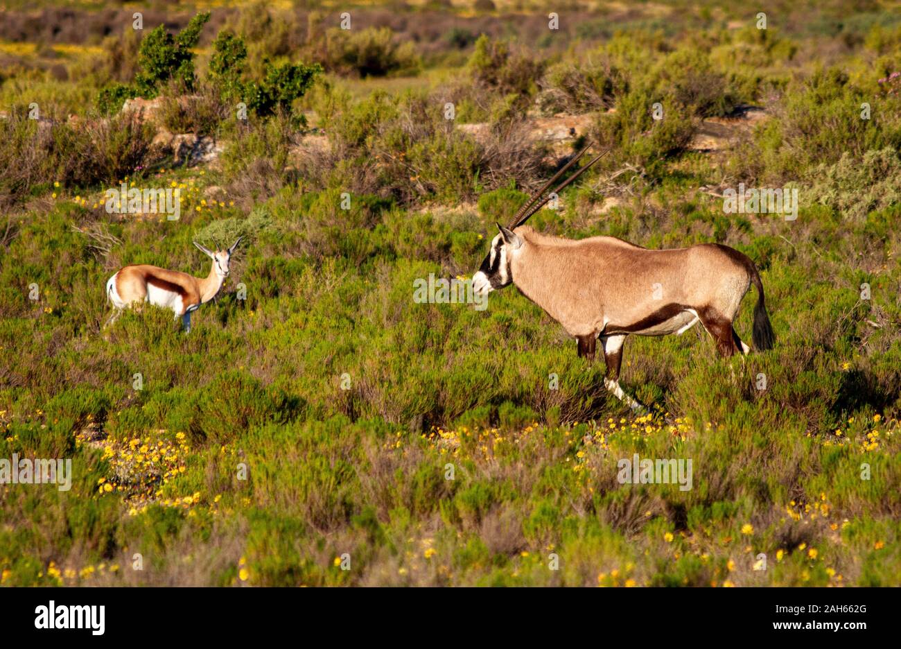 Springbok south africa flowers hi-res stock photography and images - Alamy