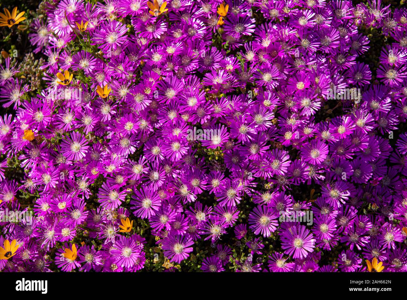 Wild Flowers at the Cederberg Mountains, Western Cape Stock Photo - Alamy