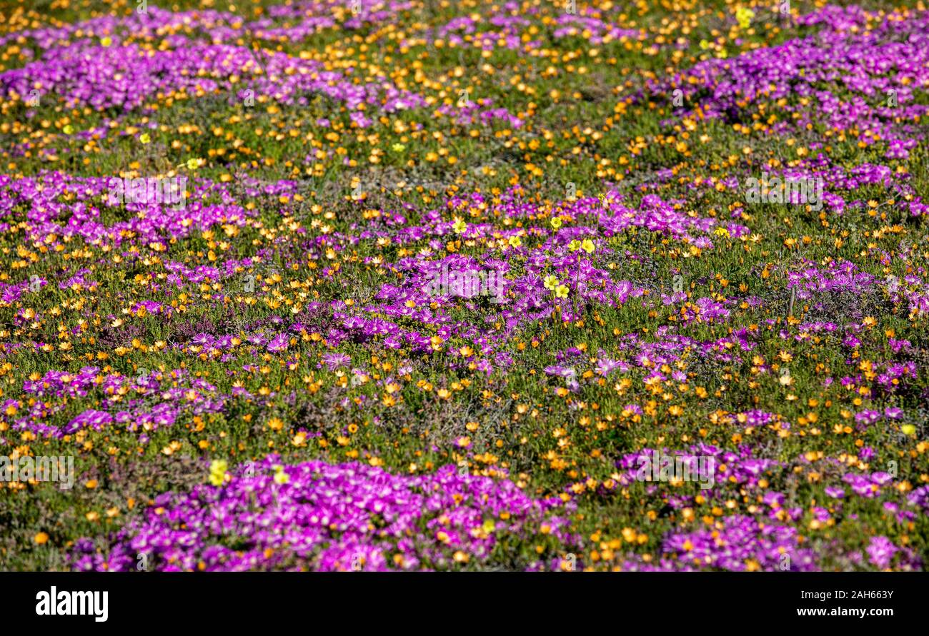 Nature farm cederberg hi-res stock photography and images - Alamy