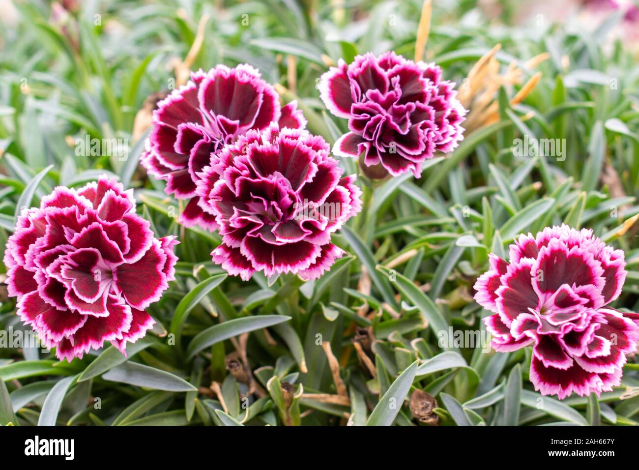 Sweet William Dianthus carnation mini flowers, close up detail Stock ...