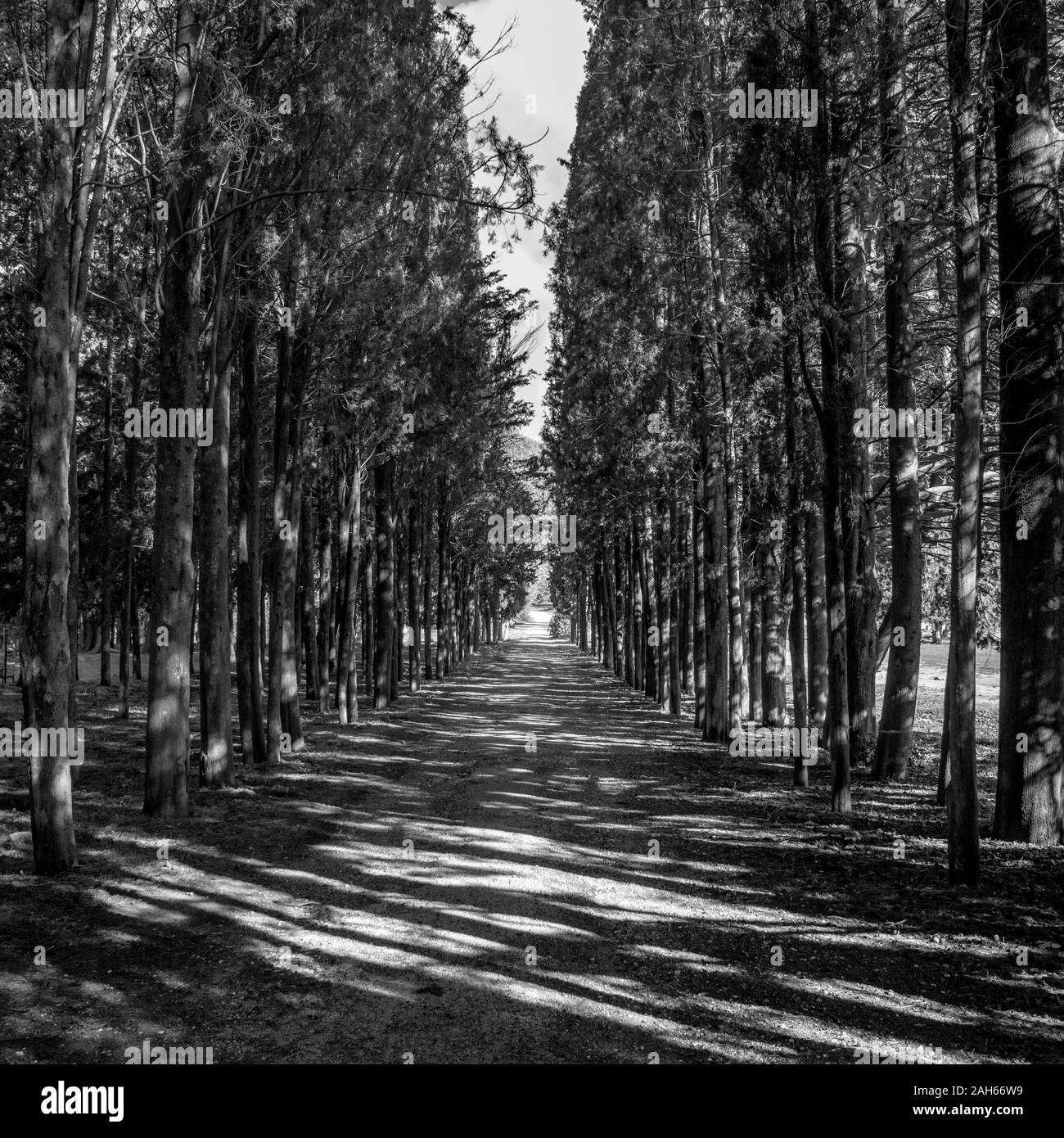 Countryside road with cypress trees - black and white Stock Photo - Alamy