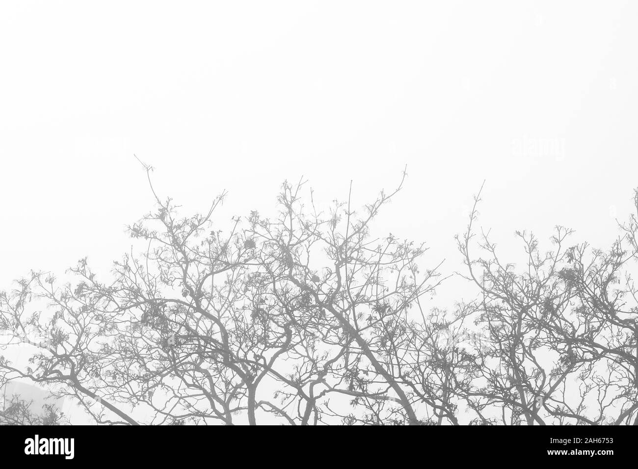 Bare branches of tree in the mist, abstract background with copy space ...