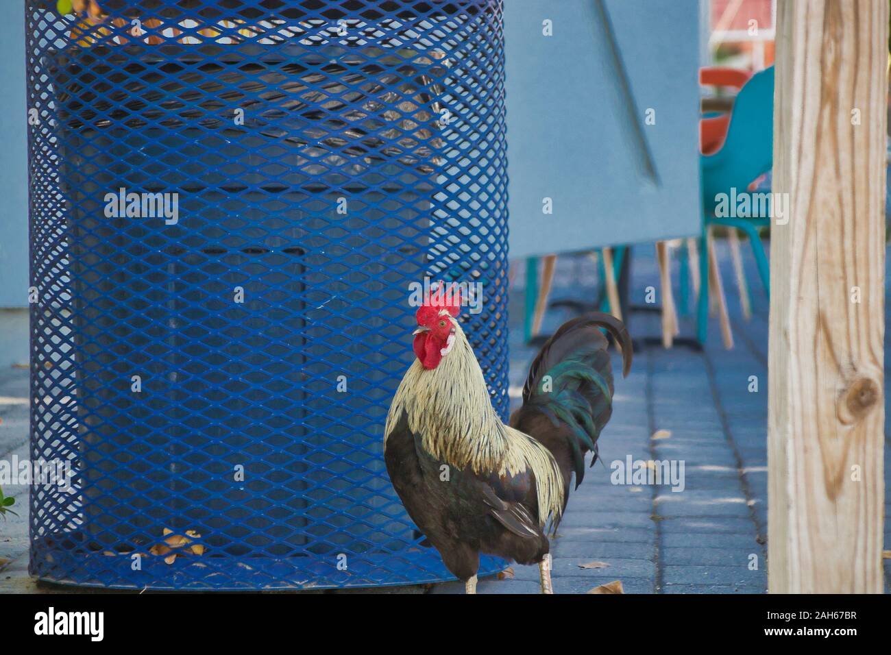 Proud rooster hi-res stock photography and images - Alamy
