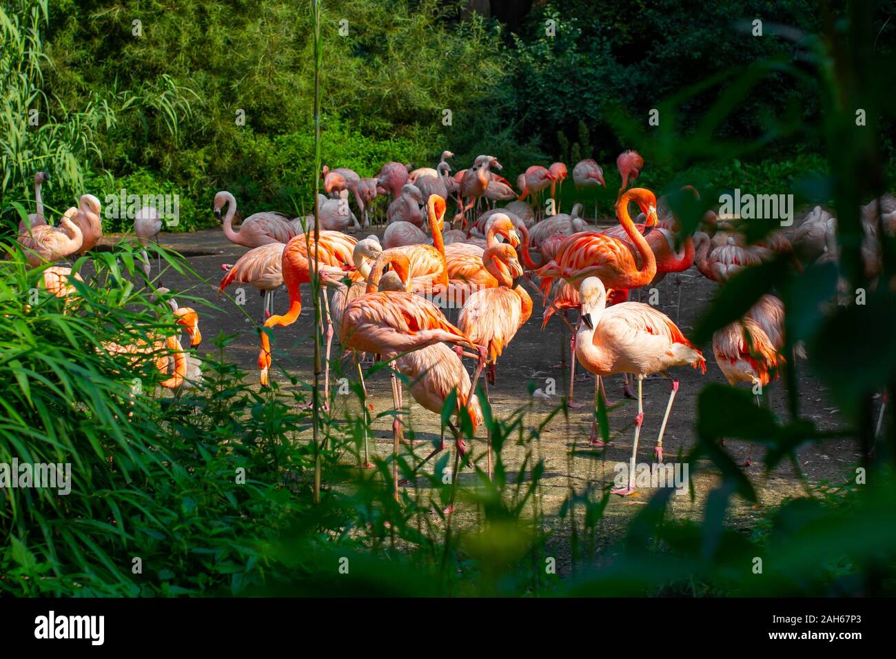 Pink flamingos close-up standing around green trees and bushes in ...