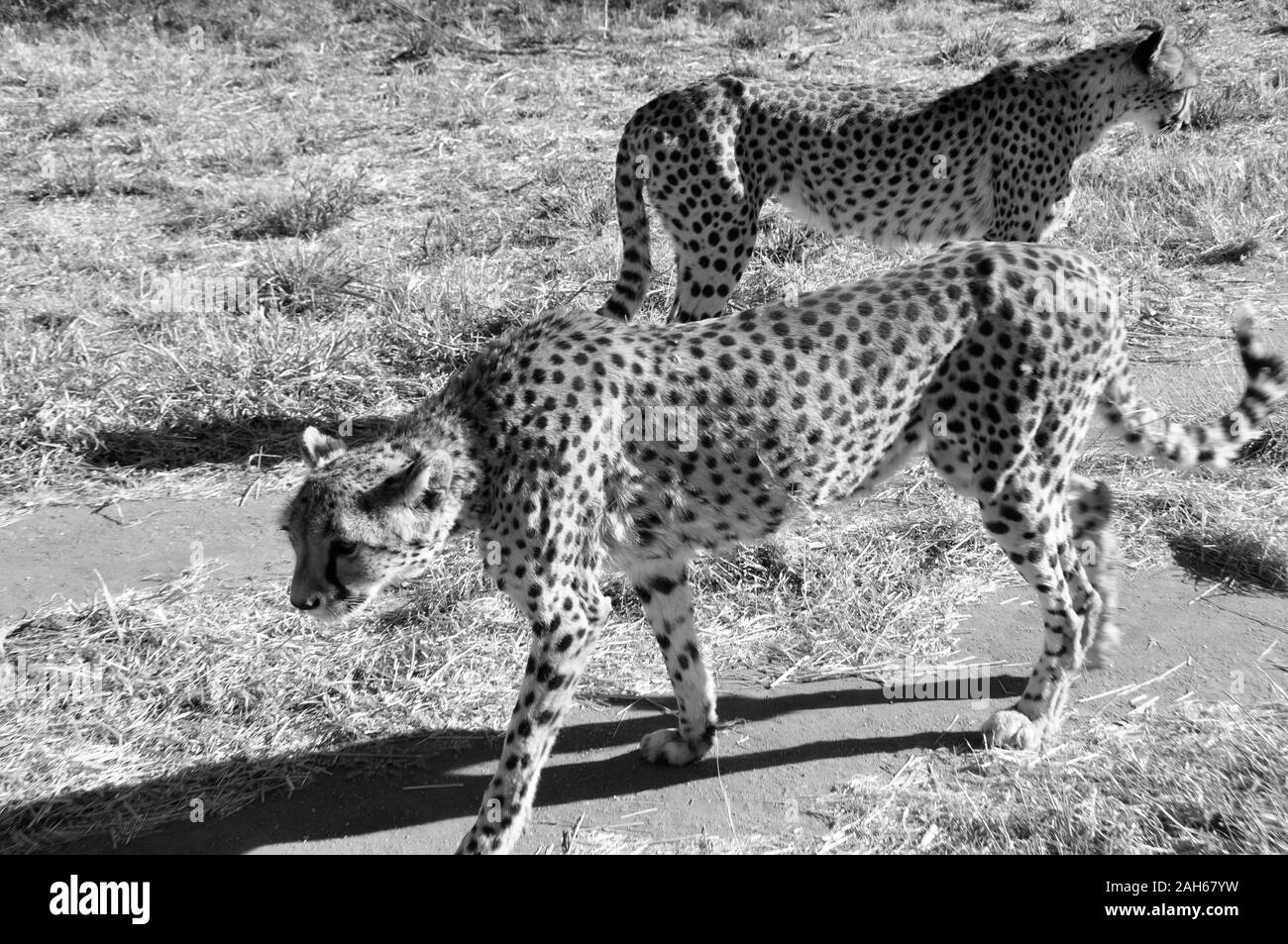 Cheetahs vegetation hi-res stock photography and images - Alamy