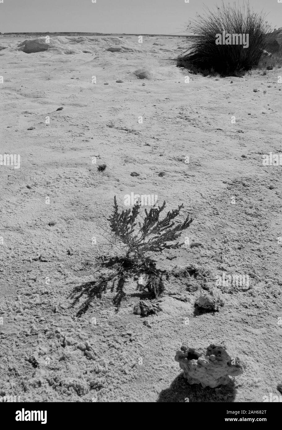 Namibia: Desert plant at the boarder of the Etosha salt pans Stock ...