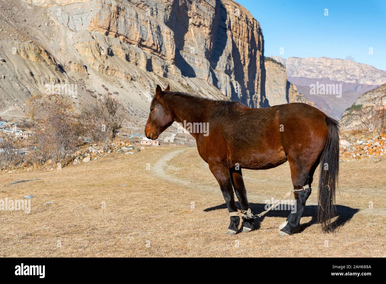 Hobbled horse hi-res stock photography and images - Alamy
