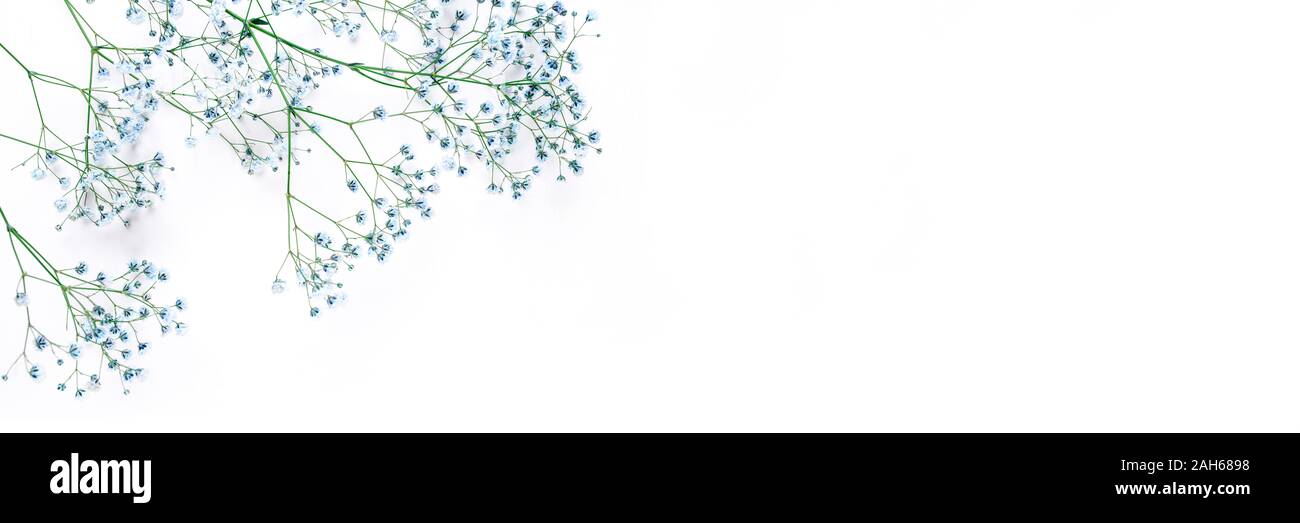 Winter flower border Cut Out Stock Images & Pictures - Alamy