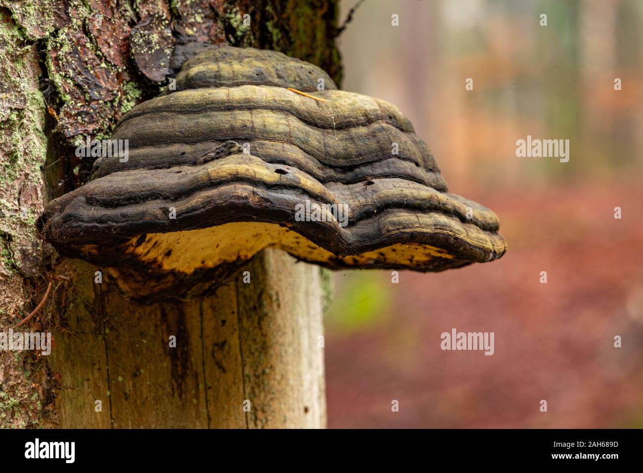 A hub growing on an old rotten tree. A nature reserve in Central Europe ...