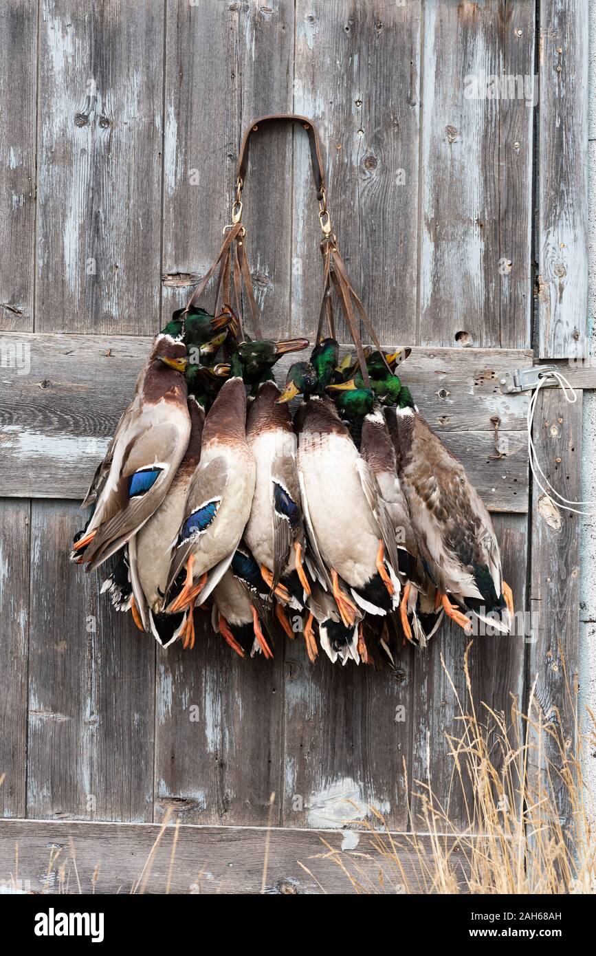 Dead Mallard Duck High Resolution Stock Photography and Images - Alamy