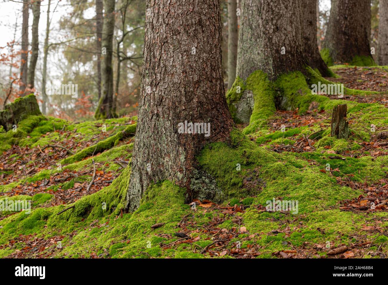 Trunks of large conifers. A nature reserve in Central Europe. Autumn ...